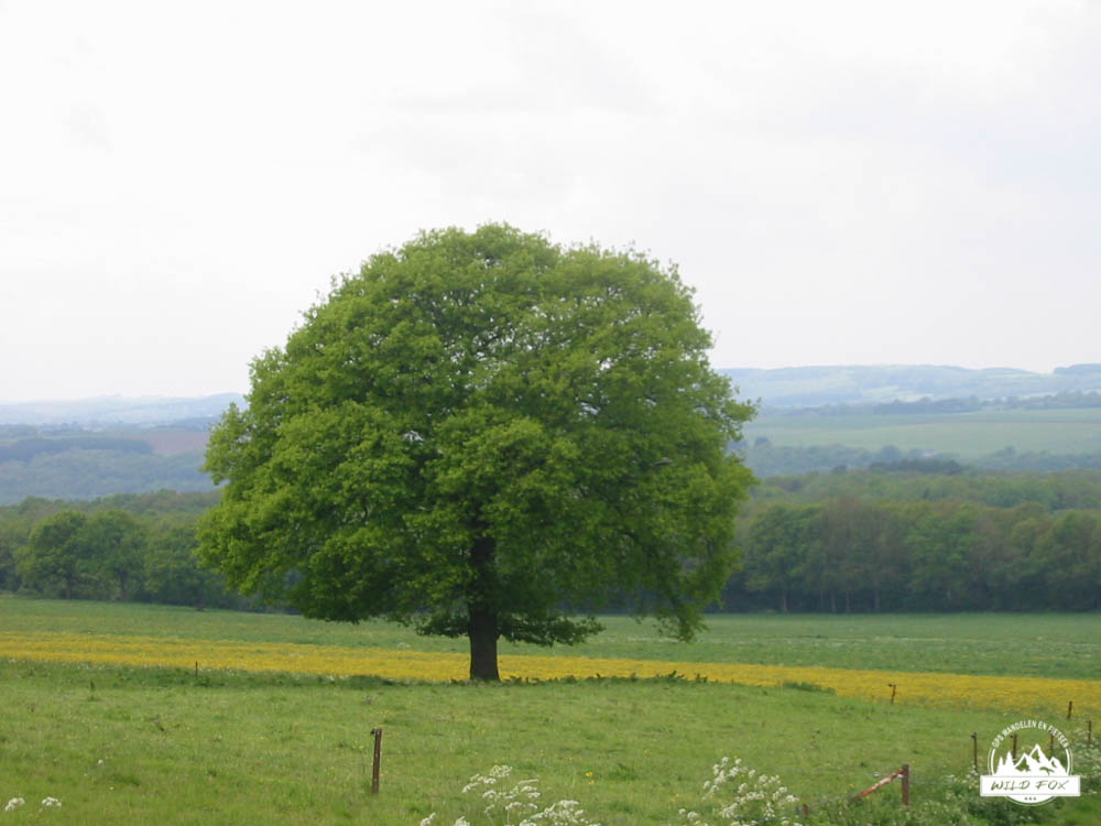 Bomal: Mont des pins | 8,6km – Wild fox GPS